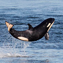 How to intall PyTorch CPU version in Anaconda? - RS & GIS learner - Medium