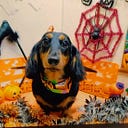 How to set up Raspberry Pi 4 for object detection using Camera Module 2 ...