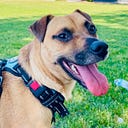 Video Deepfakes: Step-by-Step Guide to Real-Time Face Swapping with ...