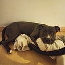 Using “import” instead of “require” in Node.js | by Nacho Herrera | Medium