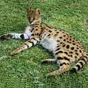 Diagnosing OutOfMemoryError: Java Heap Space Leaks | by Jill Thornhill ...