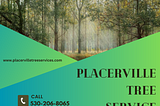 Placerville Tree Service – Medium