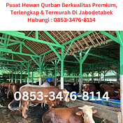 sapi qurban bekasi – Medium