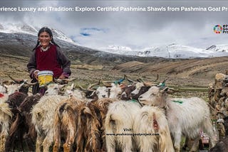 Pashmina Goat Project – Medium