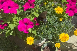 Susan Christiana – Medium