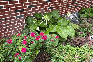 Susan Christiana – Medium