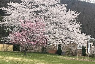 Susan Christiana – Medium