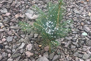 Susan Christiana – Medium