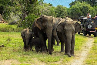 India Safaris - Luxury Wildlife Safari in India – Medium