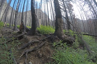 Part 1 – Two years after the Kenow Wildfire | by Brad Ison | Medium