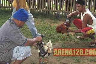 Arena128 Sabung Ayam – Medium