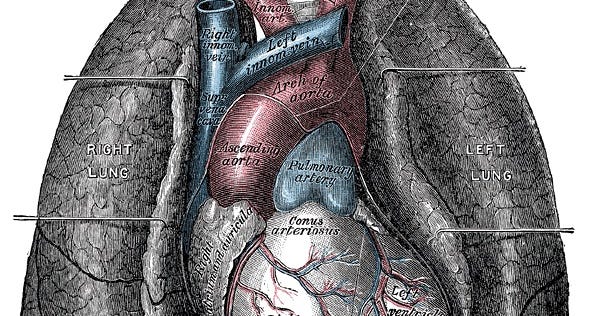 On Witnessing My First Lung Transplant | by Trey Penton | Medium