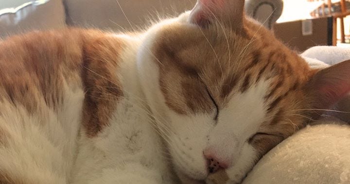 How My Cat Teaches Me Daily to Enjoy Life | by Carolyn Riker | Catness ...