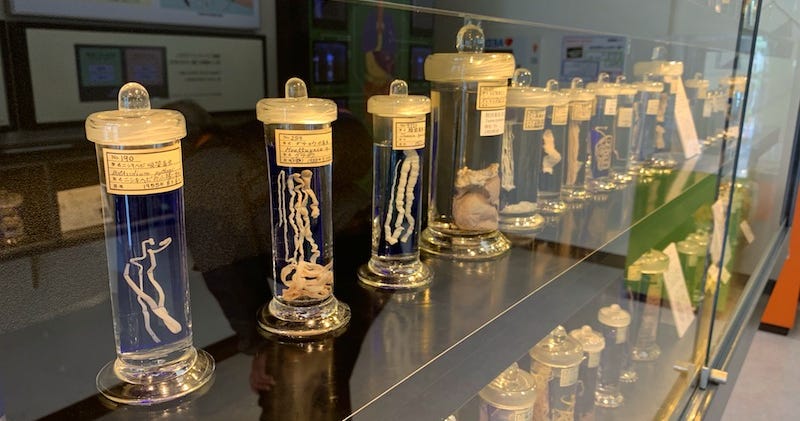 Meguro Parasitological Museum | Japan's Strangest Curation | A ...