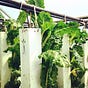Growing Chives in Hydroponics (without soil) | by Bright Agrotech | Medium