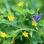 Parts of a Plant | Videos for Kids | #aumsum | by Teeningapalmen | Medium