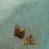 Mariposa en cenizas desatada – Medium