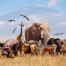 Animal Explorer – Medium