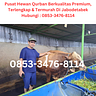 penyedia sapi qurban – Medium