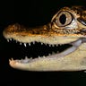 Florida Fungus: A fascinating find right at your feet | by Conservancy ...