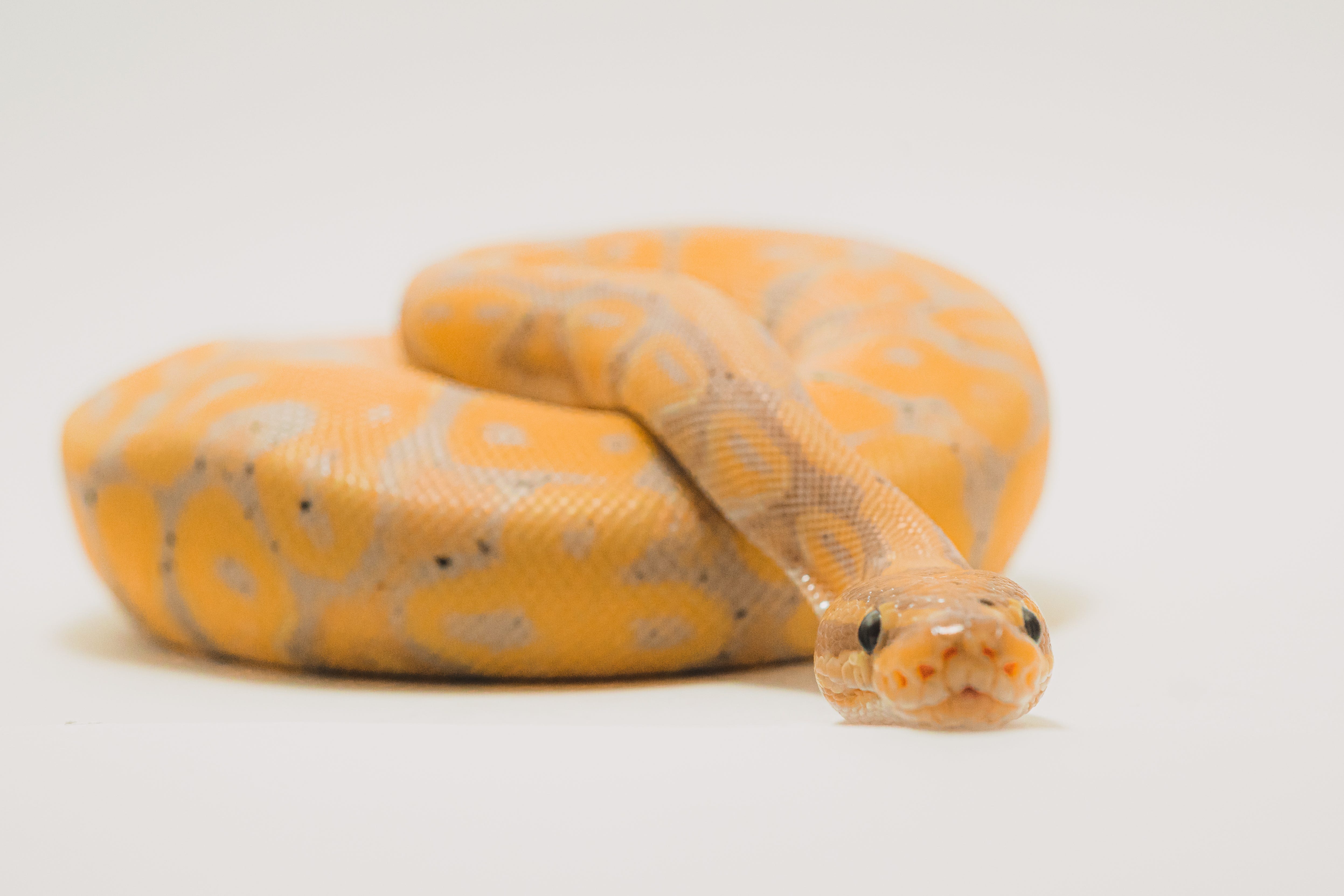 Package AWS Lambda Layers for Python 🐍 | by Dmit | Mar, 2023 | Python ... Package AWS Lambda Layers for Python 🐍 | by Dmit | Mar, 2023 | Python ...
