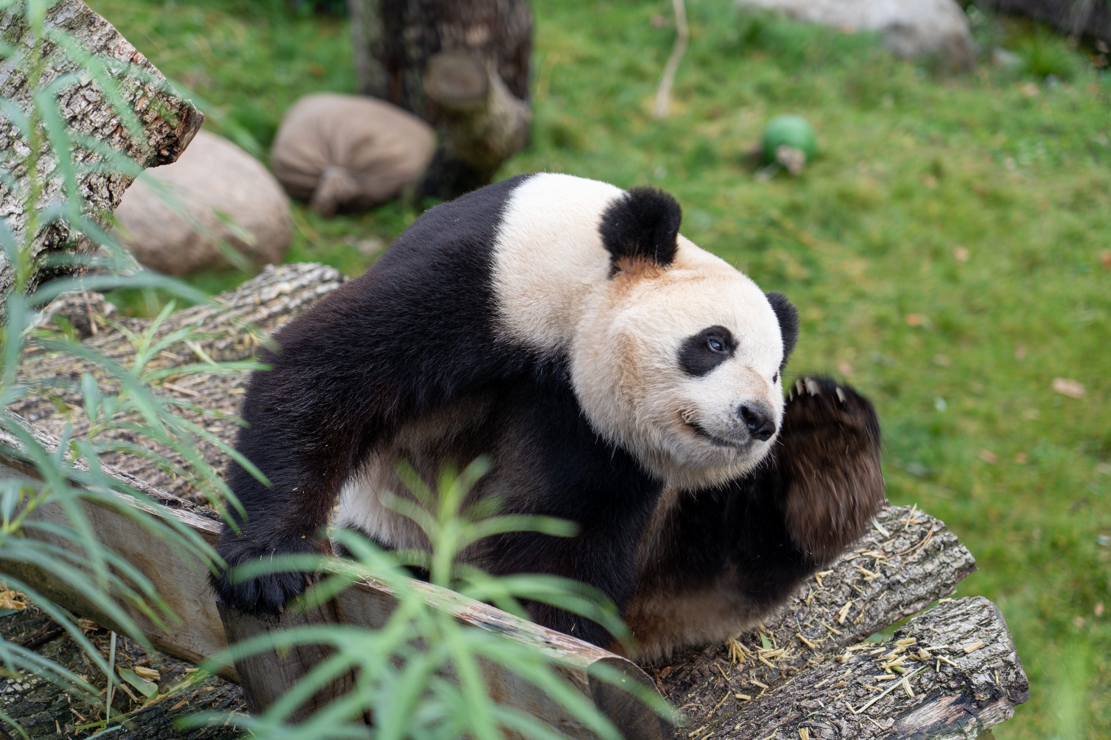 Pandas Dataframes Basics. Reshaping Data | by Billy Bonaros | Towards AI Pandas Dataframes Basics. Reshaping Data | by Billy Bonaros | Towards AI