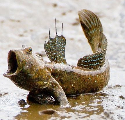 Mudskipper Fish