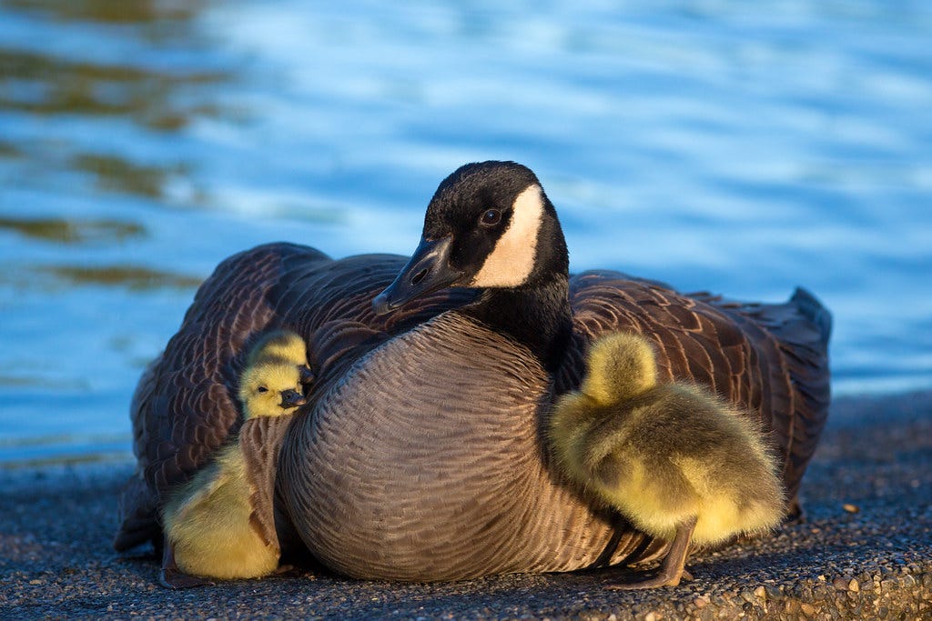 Be More Goose (a gander into leadership): Part 11 | by Jacquibrowne ...
