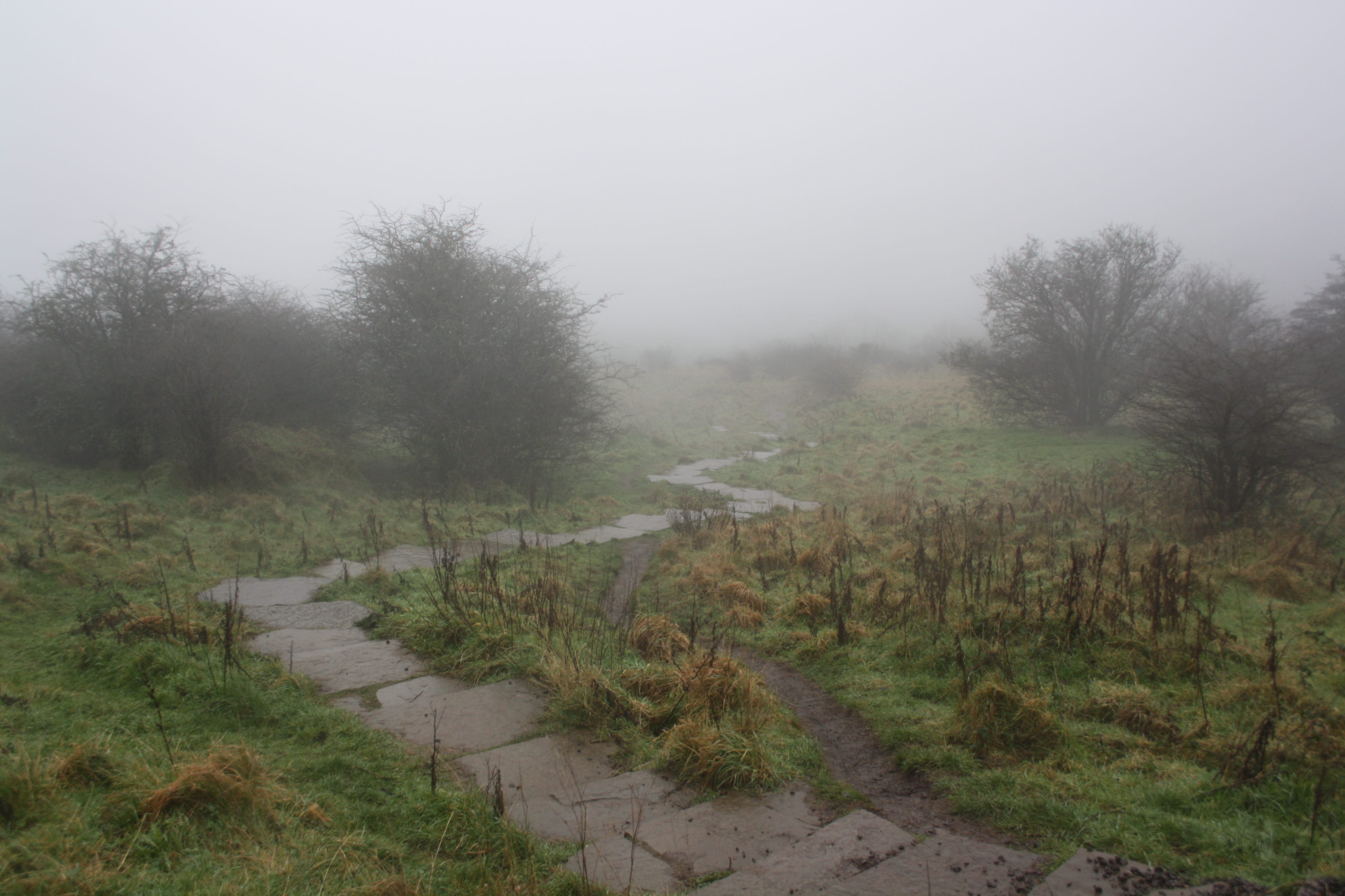 The Forest. I inhale and I am charged | by Ben Dench | Medium