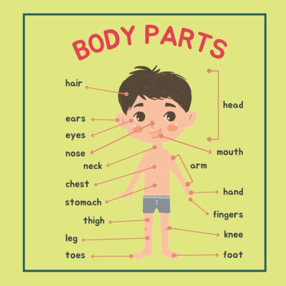 Body Parts: Understanding Their Functions and Importance | by Sujoy ...