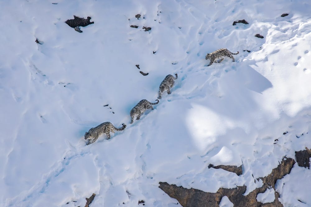 The Elusive Snow Leopard: Top Expeditions for Spotting This Rare Feline ...