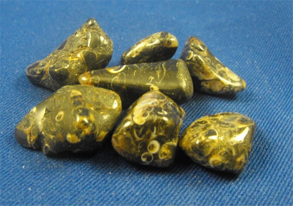 History Of Turritella Agate | by Robweesner | Medium