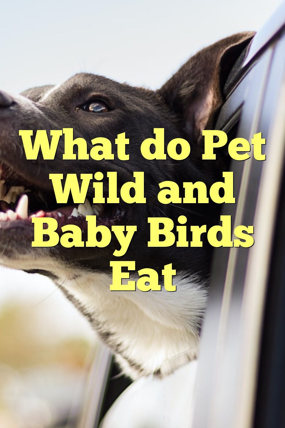 What do Pet Wild and Baby Birds Eat | by Birdsquestions | Medium