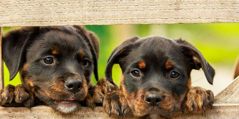 “Pawsitively Adorable: Why Our Dogs are So Cute” | by Infinite Media ...