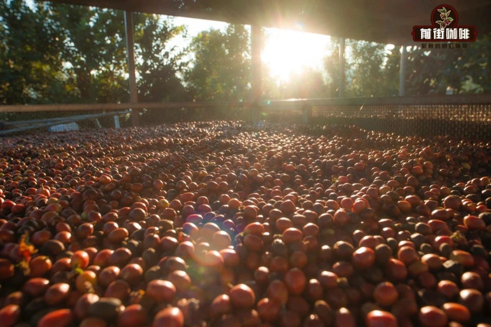 Yunnan Typica Coffee Beans Small-Grain Coffee Variety Flavor Profile ...