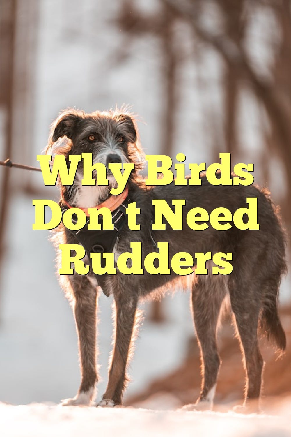 Why Birds Don t Need Rudders | by Birdsquestions | Medium