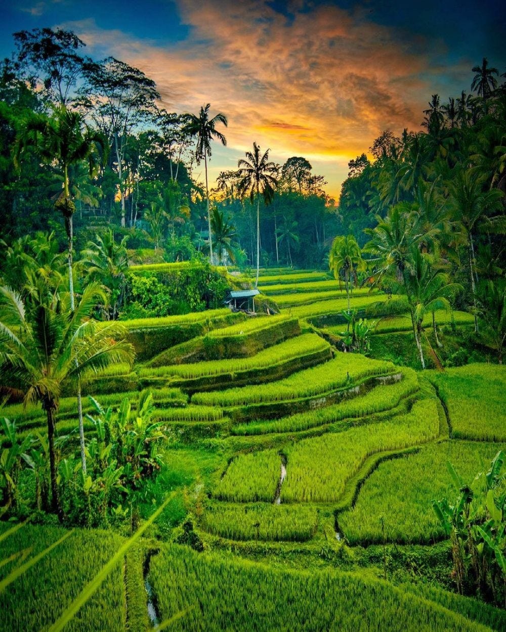 Tanaman Pepohonan Anti Hama Untuk Melindungi Padi (Oryza Sativa) Dari ...