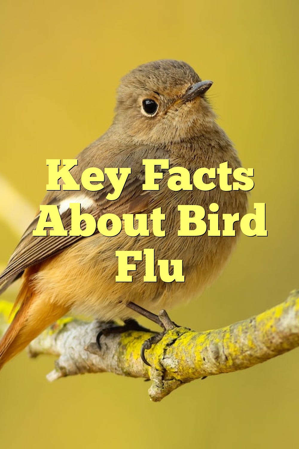 Key Facts About Bird Flu | by Birdsquestions | Medium