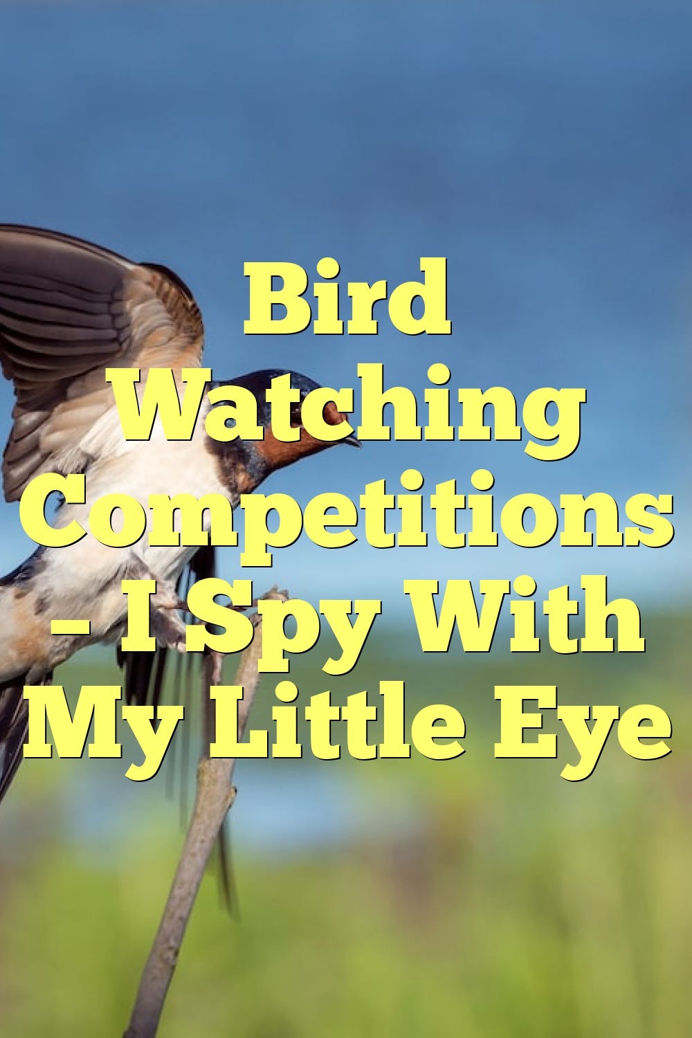 Bird Watching Competitions — I Spy With My Little Eye | by ...