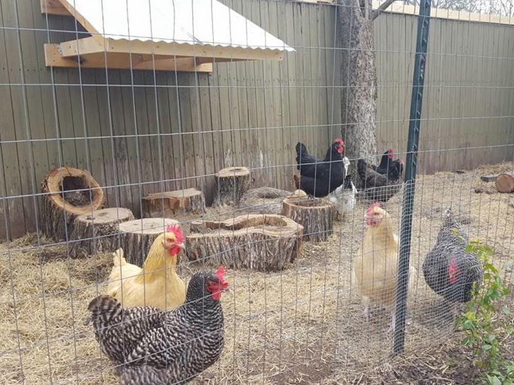 Have You Heard About the Maine Central Maine Bird Fanciers Spring ...