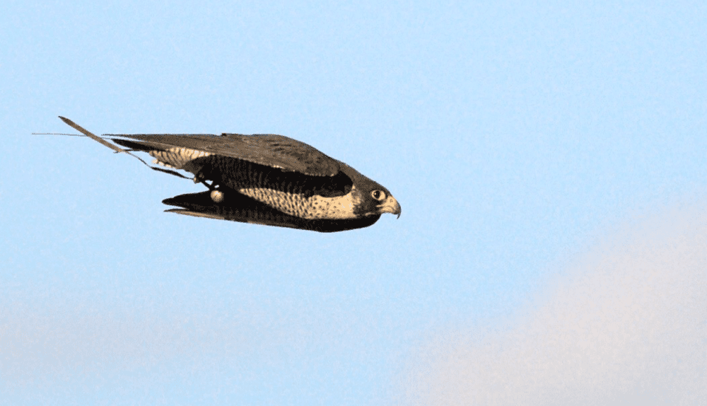 “The Agile Falcon: Speed and Precision in Flight” - office work for me ...
