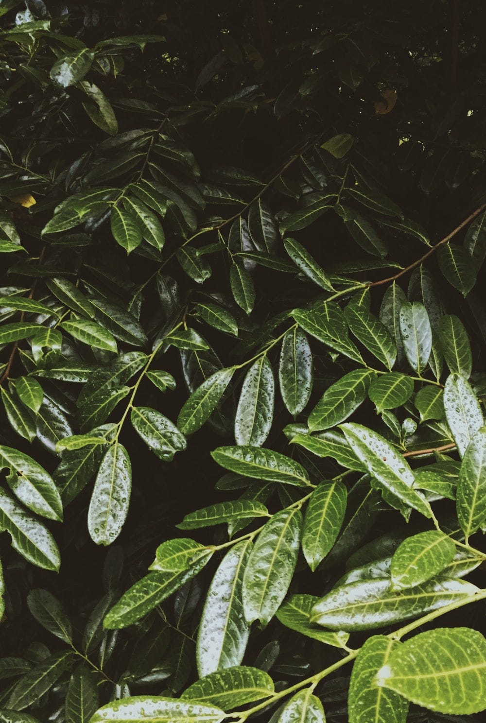 Dewdrops on Trees. The most beautiful, and pleasing sight… | by Geetika ...