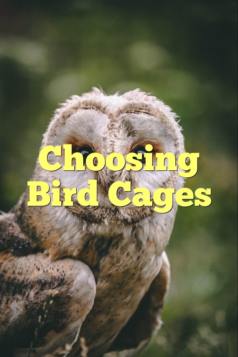 Choosing Bird Cages | by Birdsquestions | Medium