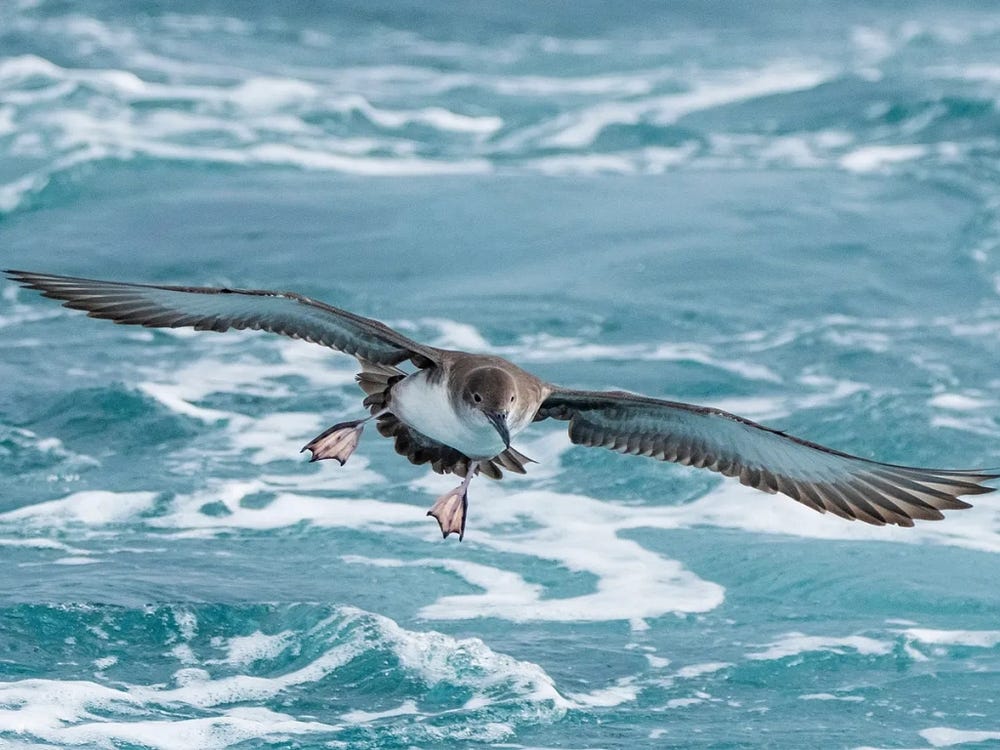 Conserving Our Skies:10 IUCN Red listed British Birds in Danger | by ...