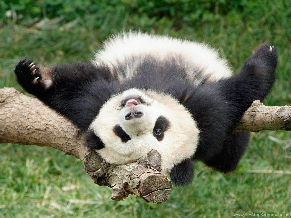 5 Useful Pandas Functions You Might Not Even Know You Need By Liu Zuo 5-useful-pandas-functions-you-might-not-even-know-you-need-by-liu-zuo