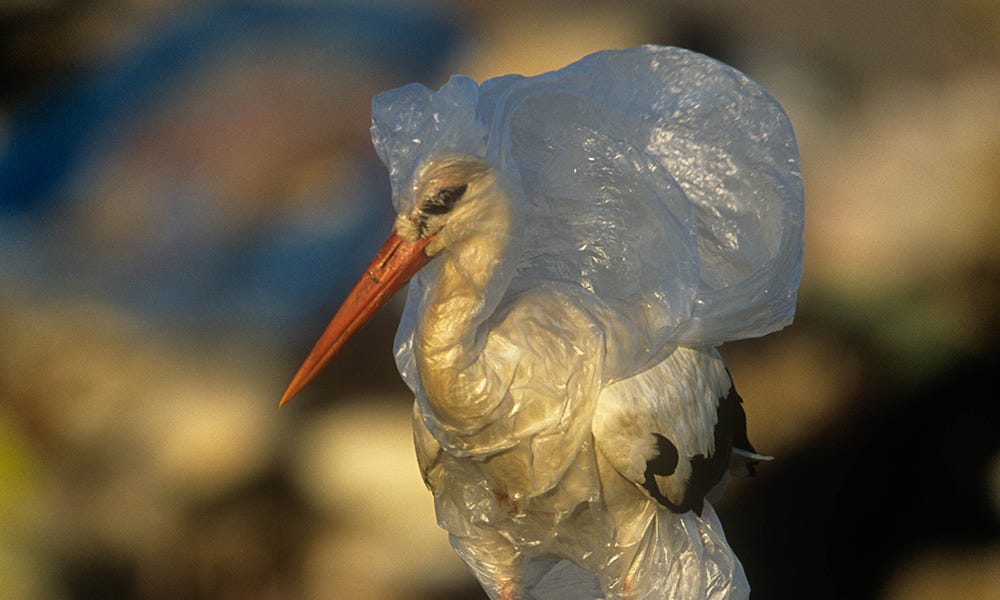 Where Does the Plastic Go?. Ever wonder what happens to your… | by Sean ...