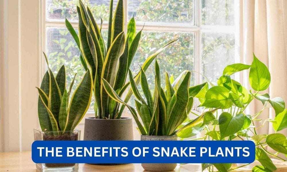 what are the benefits of snake plants - Digital Popcorn - Medium