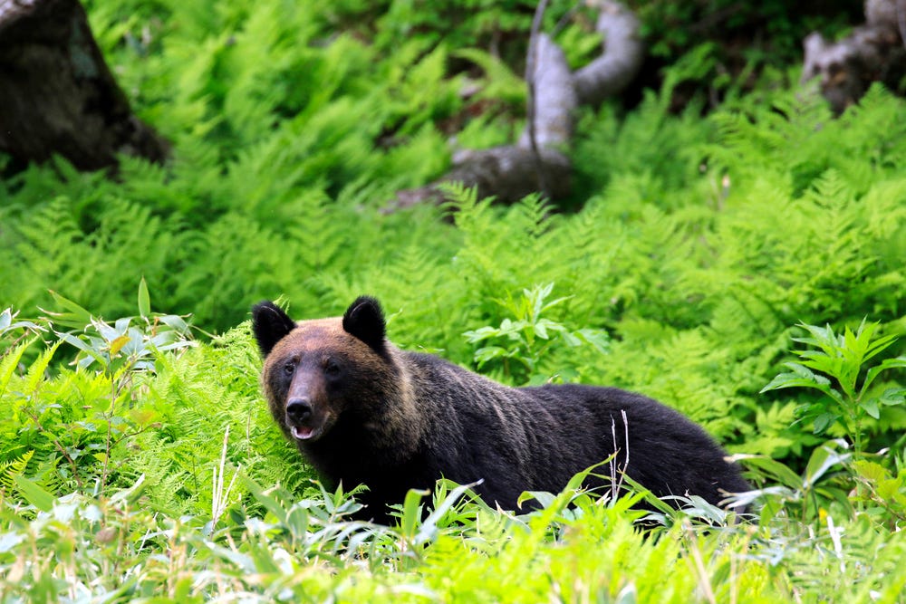 Must-Visit Wildlife Destinations In Japan | by Kavan Choksi Japan | Medium