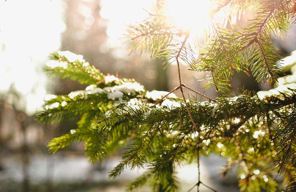 Now’s the Perfect Time to Remove Unwanted Trees! | by Five Star Tree ...