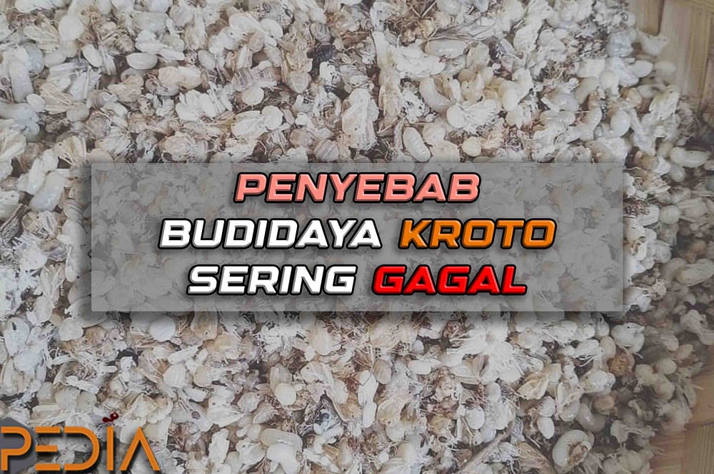 Budidaya Kroto Sering Gagal? Berikut Ini Adalah Penyebabnya! | by Krotopedia | Medium